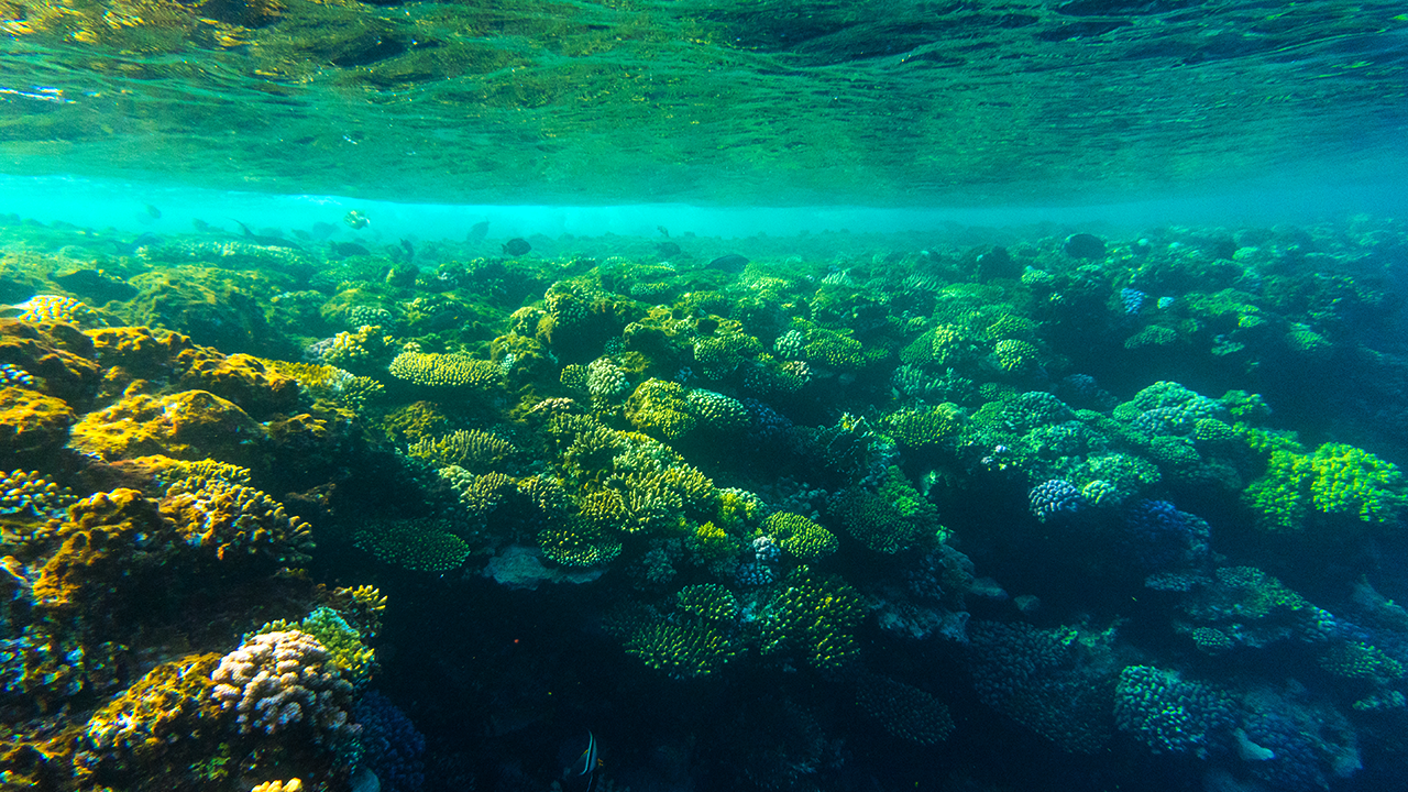 Discovering the Significance of SDG 14: Life Below Water