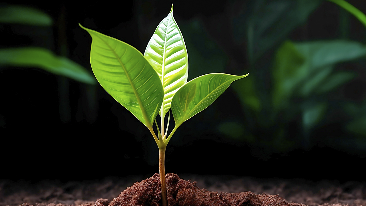 Ecological Sustainability: Definition and Importance Explained ...